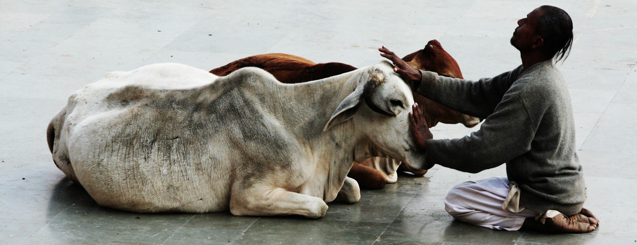 La vache sacrée en Inde, mère des Hindous - Tripconnexion